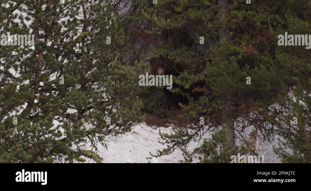 Bear scratch Stock Videos & Footage - HD and 4K Video Clips - Alamy