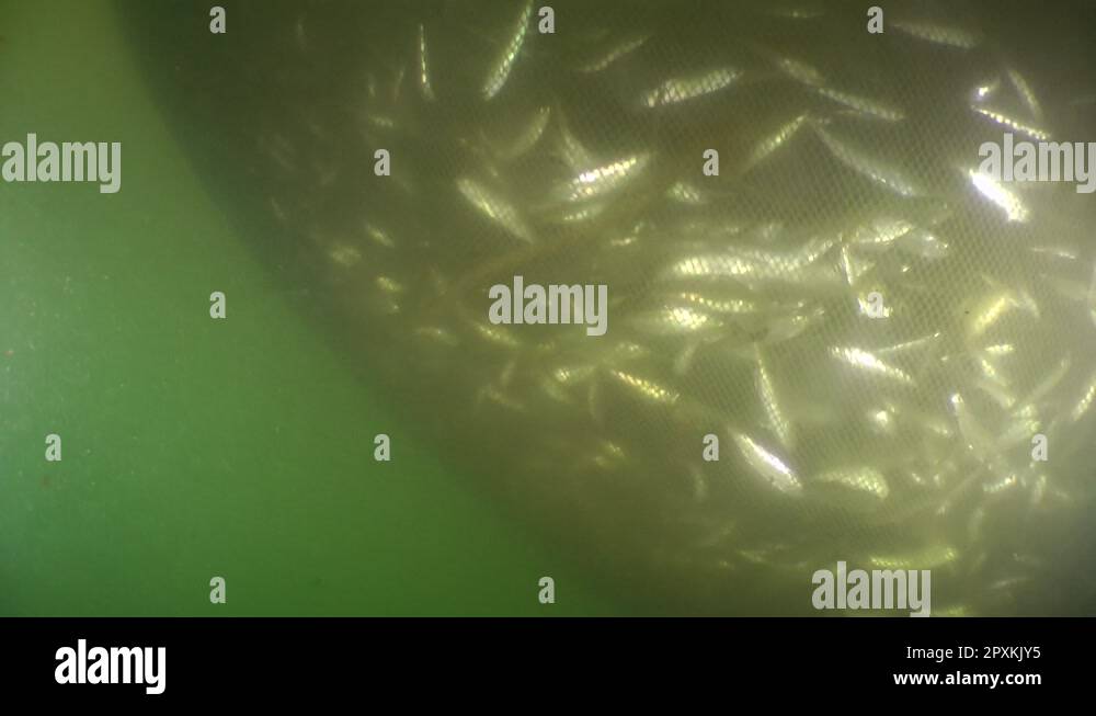 Fish trawl net underwater Stock Videos & Footage - HD and 4K Video ...