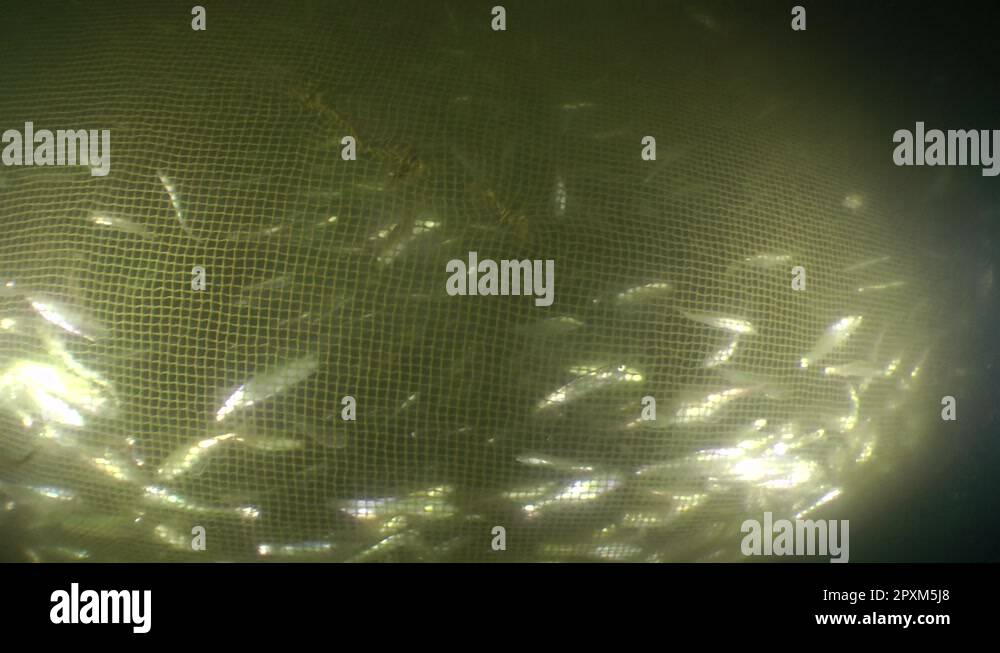 Fish trawl net Stock Videos & Footage - HD and 4K Video Clips - Alamy