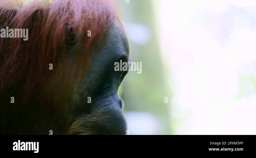 Close up view of Orangutan face profile. Wildlife animals 4K nature ...