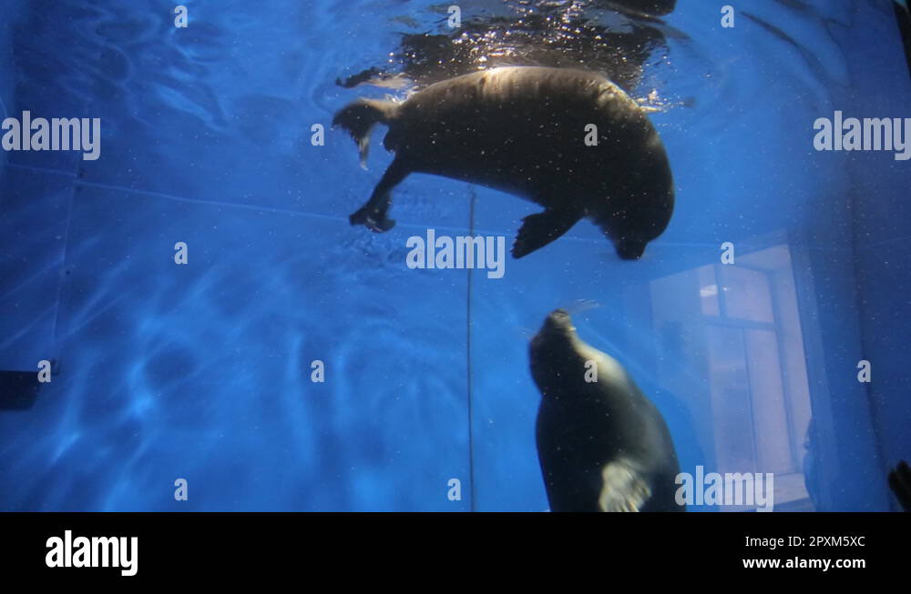 Fat animals drawing Stock Videos & Footage - HD and 4K Video Clips - Alamy