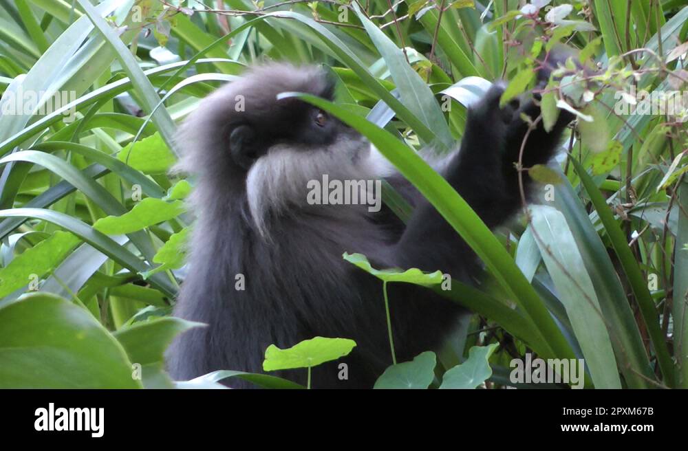 Subspecies of monkey Stock Videos & Footage - HD and 4K Video Clips - Alamy