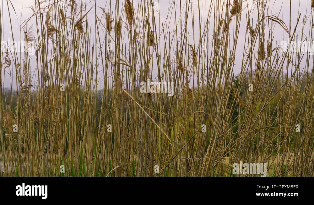 Tall grass like plant Stock Videos & Footage - HD and 4K Video Clips ...