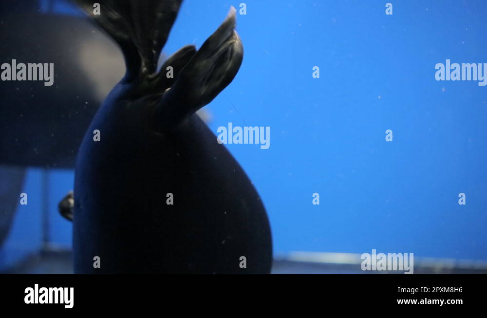 Big flippers Stock Videos & Footage - HD and 4K Video Clips - Alamy