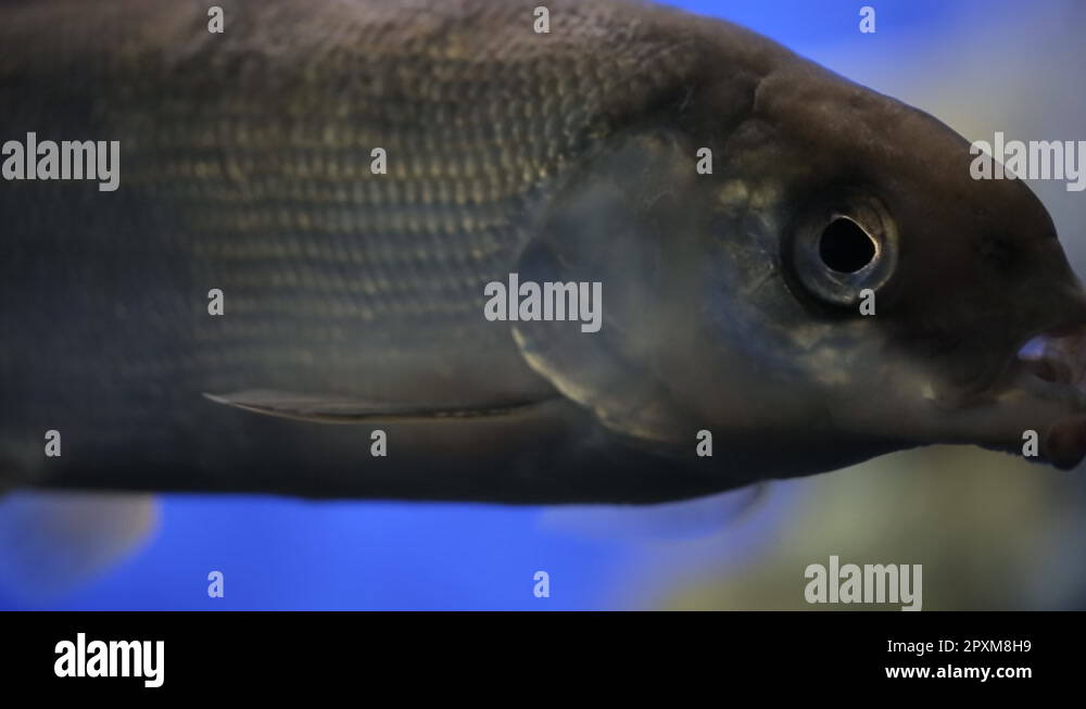 Silver scales Stock Videos & Footage - HD and 4K Video Clips - Alamy