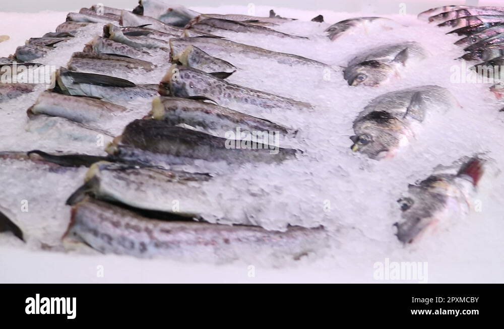 Chilled marine fish Stock Videos & Footage - HD and 4K Video Clips - Alamy