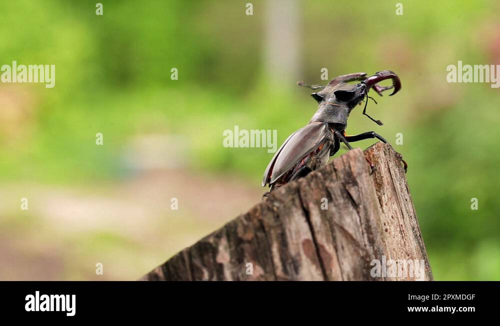 Horn beam tree Stock Videos & Footage - HD and 4K Video Clips - Alamy