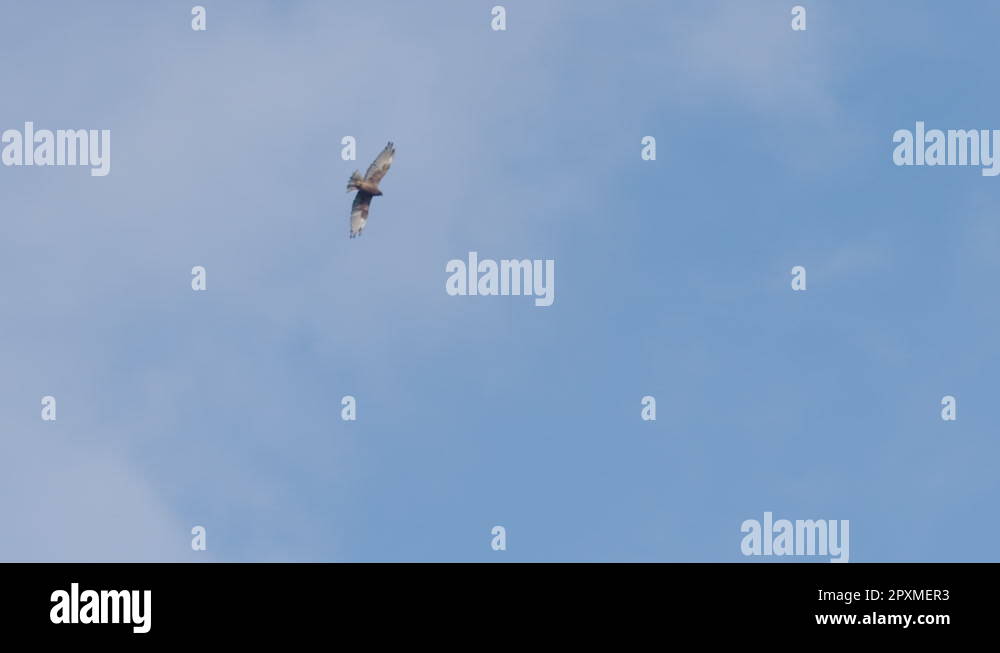 Hawk, Bird, Raptor, Fly, Flying, Flight in Slow Motion, Coromandel New ...