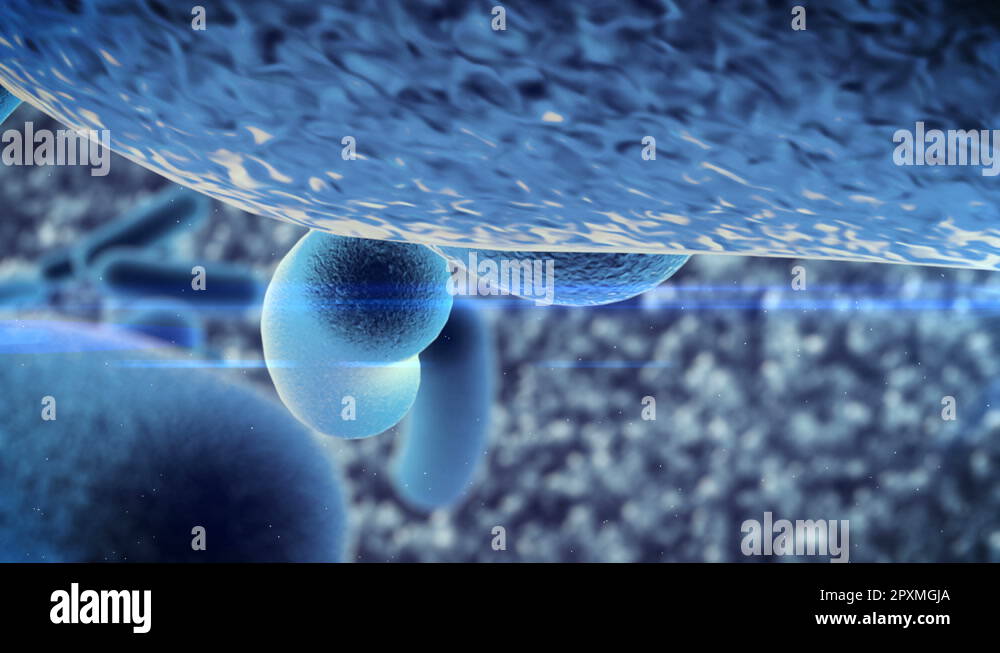 Mrsa microscope Stock Videos & Footage - HD and 4K Video Clips - Alamy