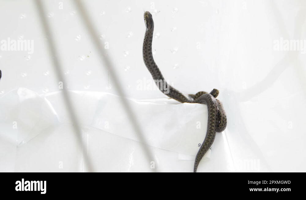 Snakes up close Stock Videos & Footage - HD and 4K Video Clips - Alamy