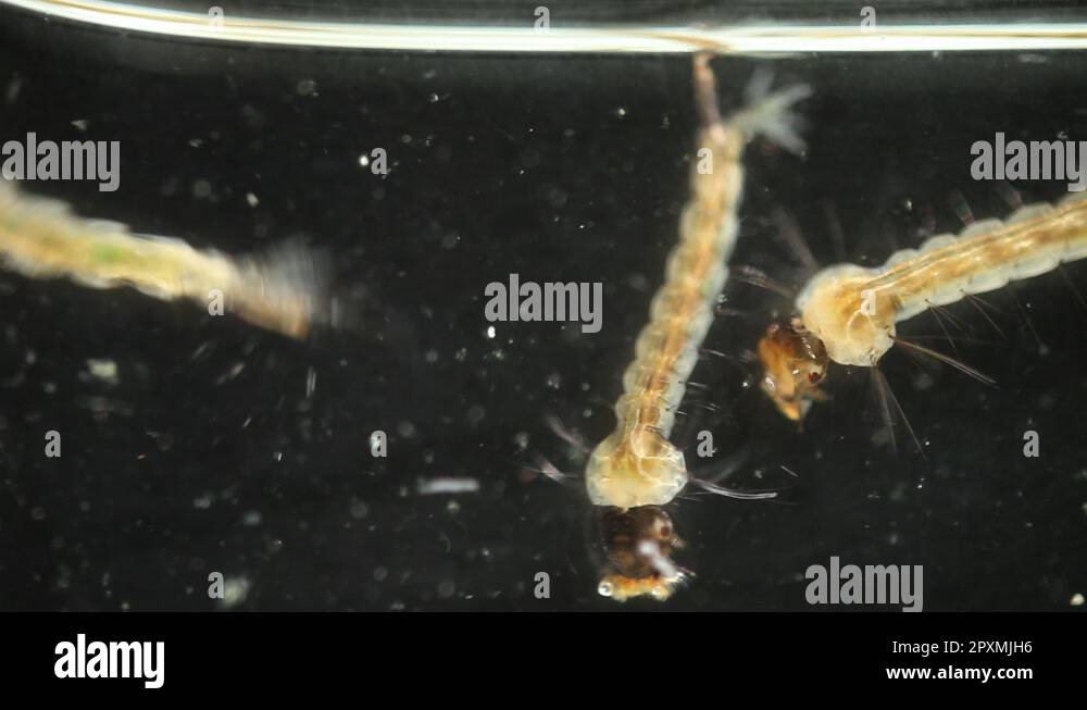 Mosquito larva wriggler water Stock Videos & Footage - HD and 4K Video ...