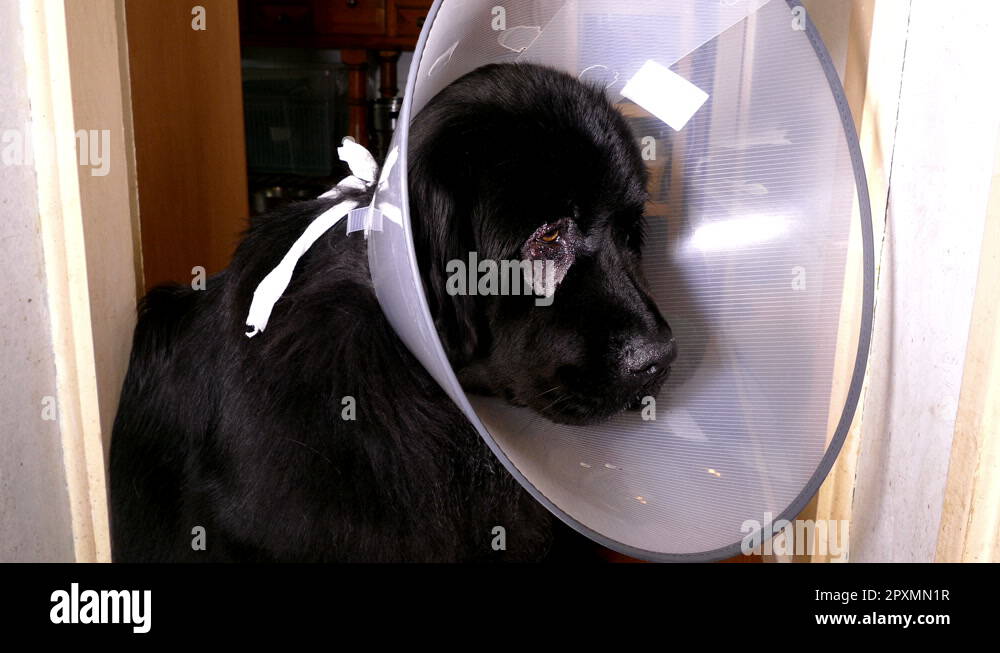Dog wearing cone Stock Videos & Footage - HD and 4K Video Clips - Alamy