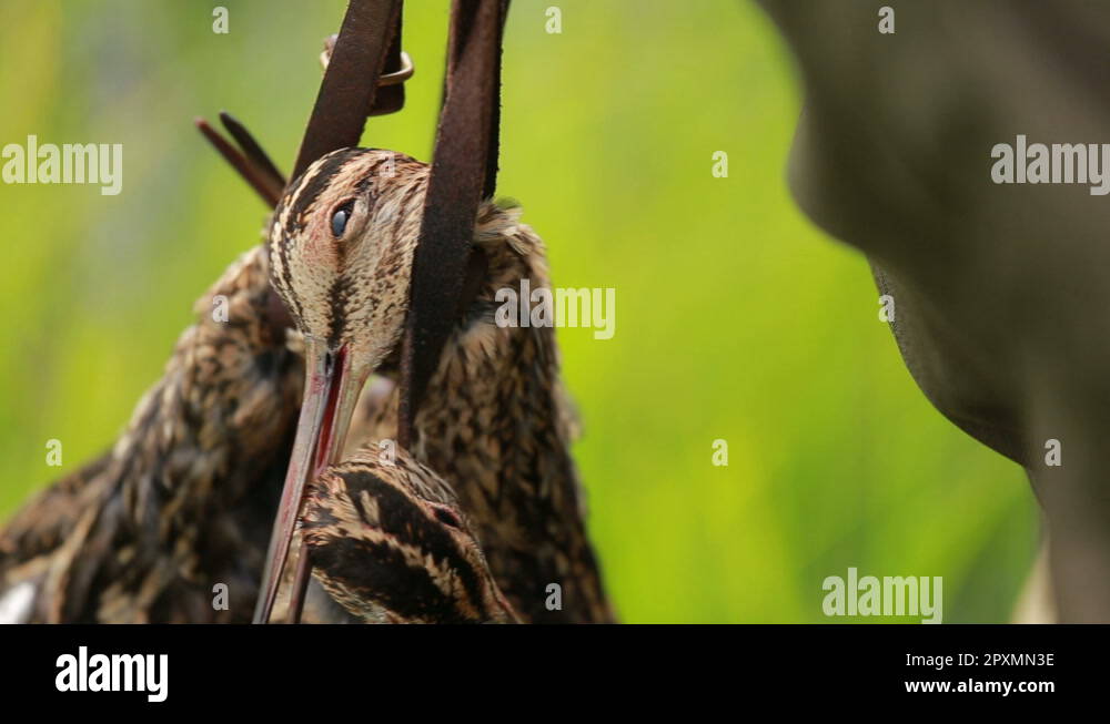 Bird snipe Stock Videos & Footage - HD and 4K Video Clips - Alamy