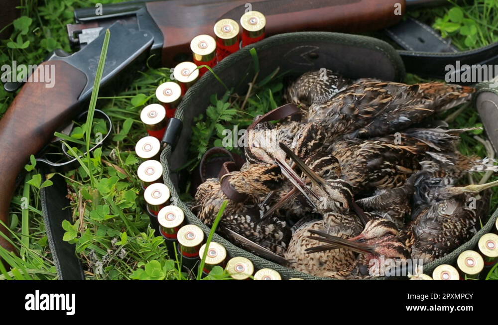 Royal cartridge Stock Videos & Footage - HD and 4K Video Clips - Alamy