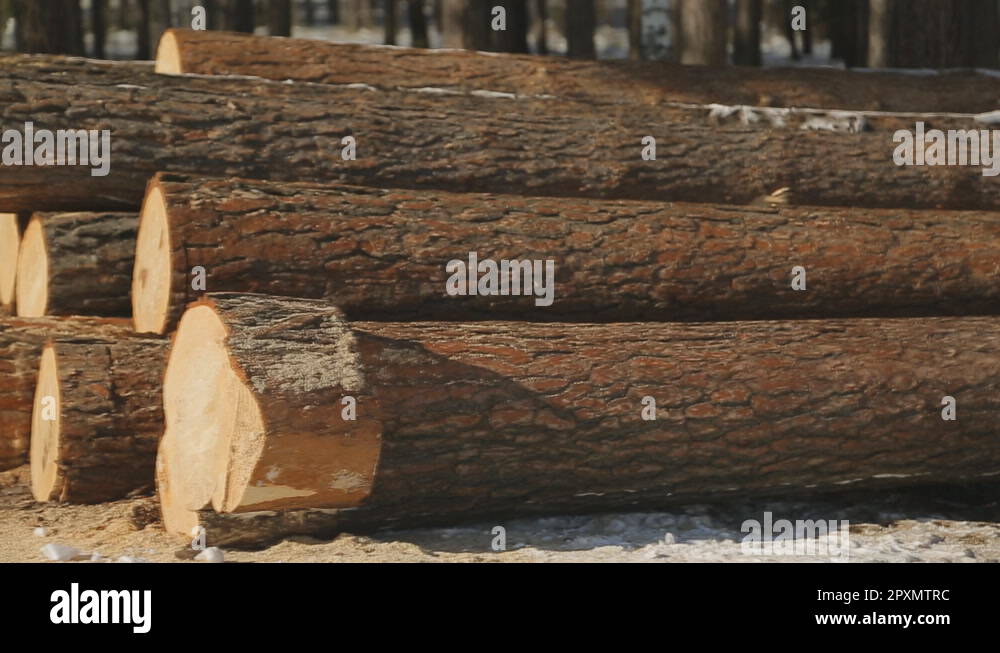 Sawn timber close up Stock Videos & Footage - HD and 4K Video Clips - Alamy