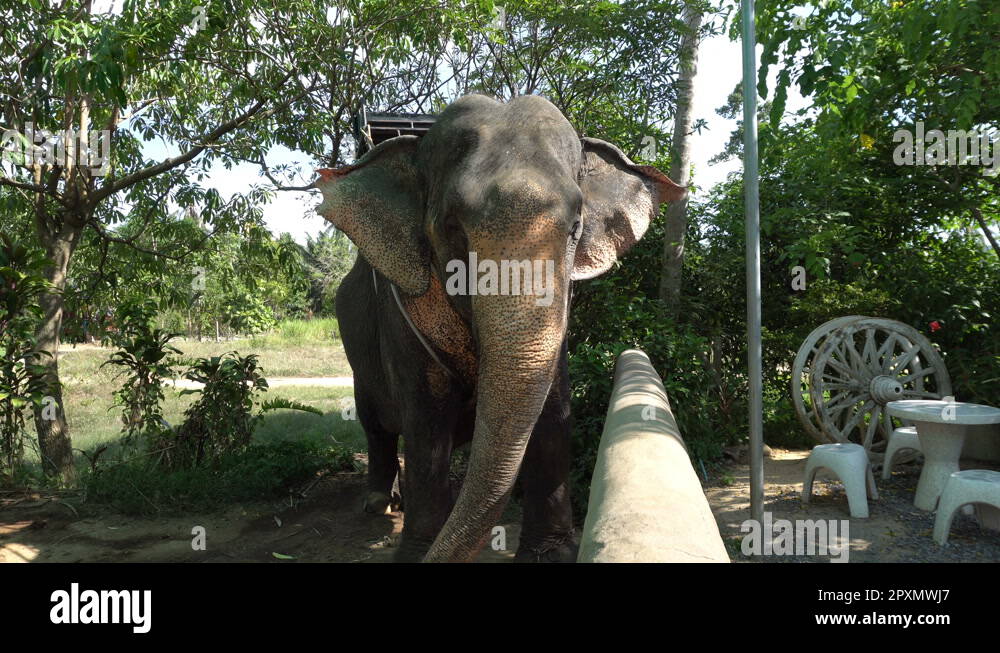 Elephant seating Stock Videos & Footage - HD and 4K Video Clips - Alamy