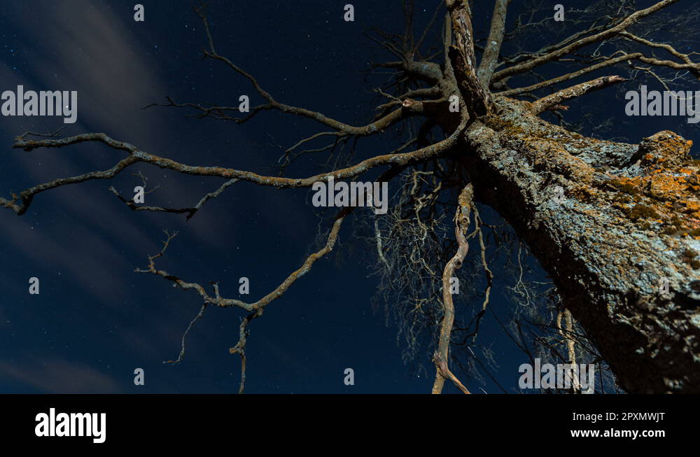 Scary old tree Stock Videos & Footage - HD and 4K Video Clips - Alamy