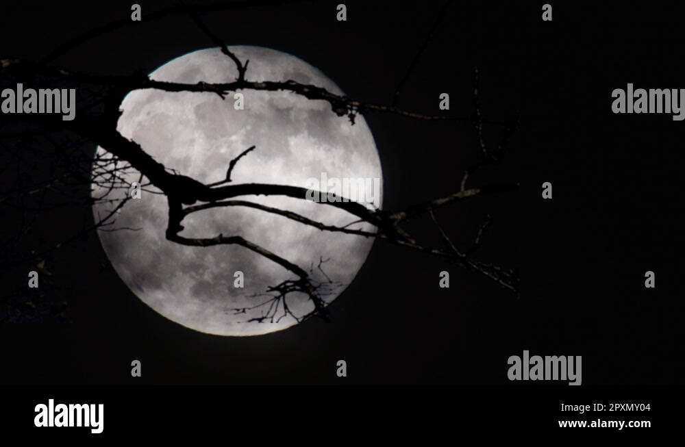 Full hunters moon Stock Videos & Footage - HD and 4K Video Clips - Alamy