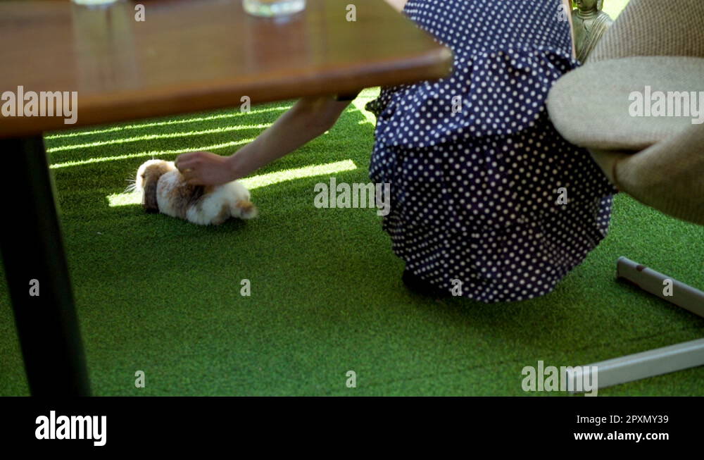 Rabbit cafe Stock Videos & Footage - HD and 4K Video Clips - Alamy
