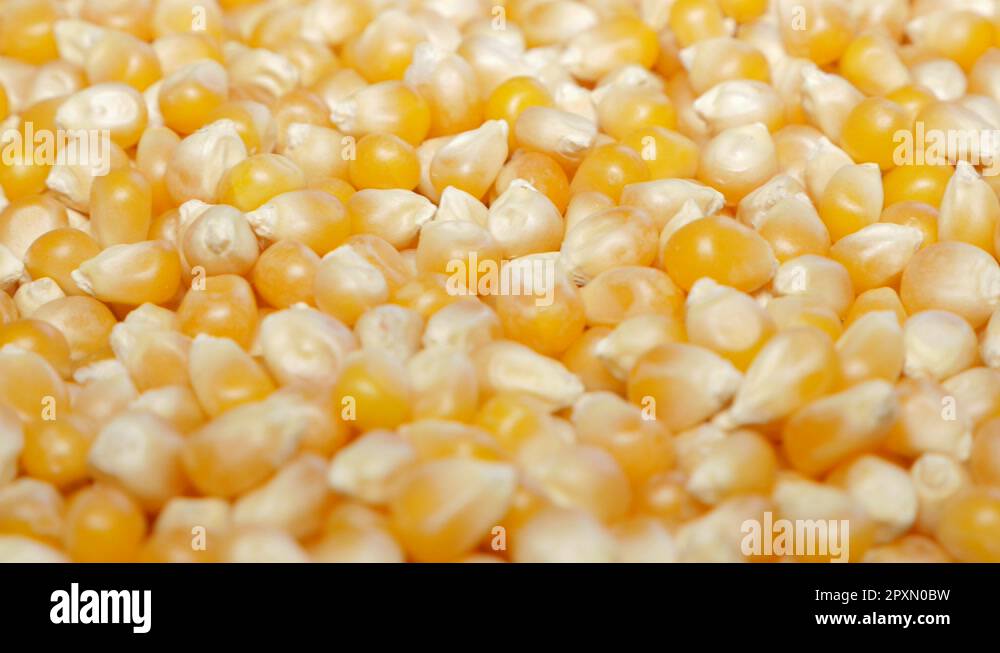 Indian corn maize zea mays Stock Videos & Footage - HD and 4K Video ...