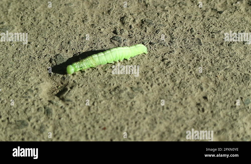 Green fuzzy caterpillar Stock Videos & Footage - HD and 4K Video Clips ...