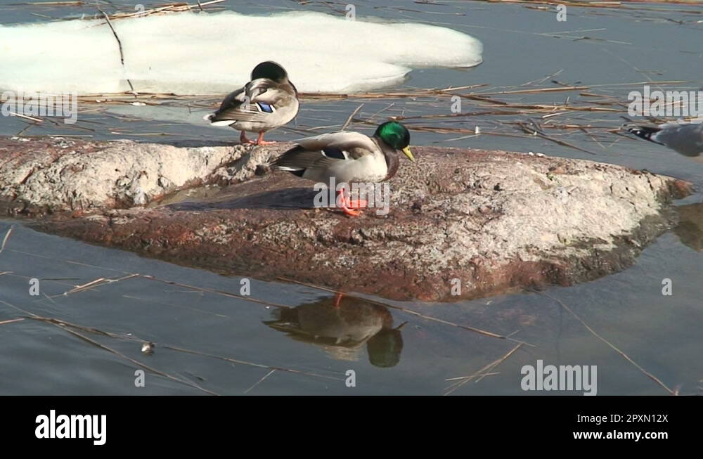 Cleaning ducks Stock Videos & Footage - HD and 4K Video Clips - Alamy