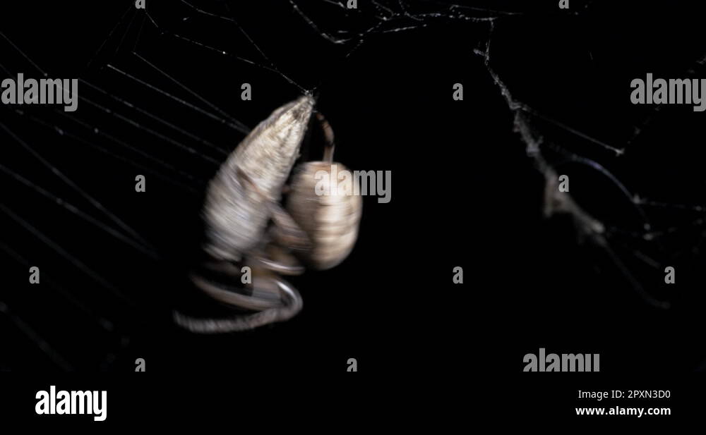Spider catching bugs Stock Videos & Footage - HD and 4K Video Clips - Alamy