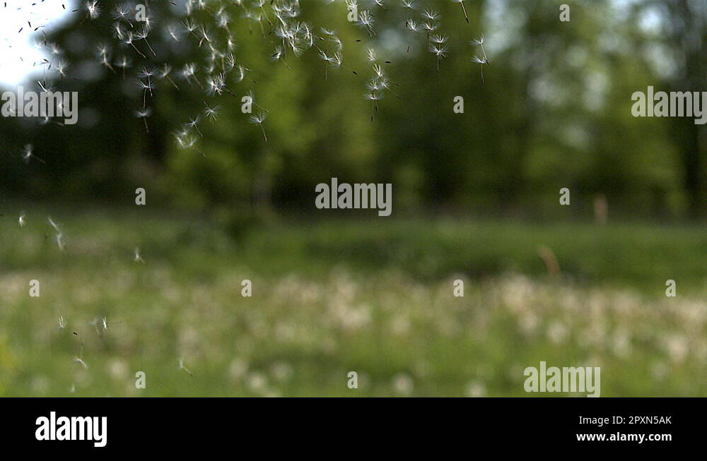 Wind blown dispersal Stock Videos & Footage - HD and 4K Video Clips - Alamy