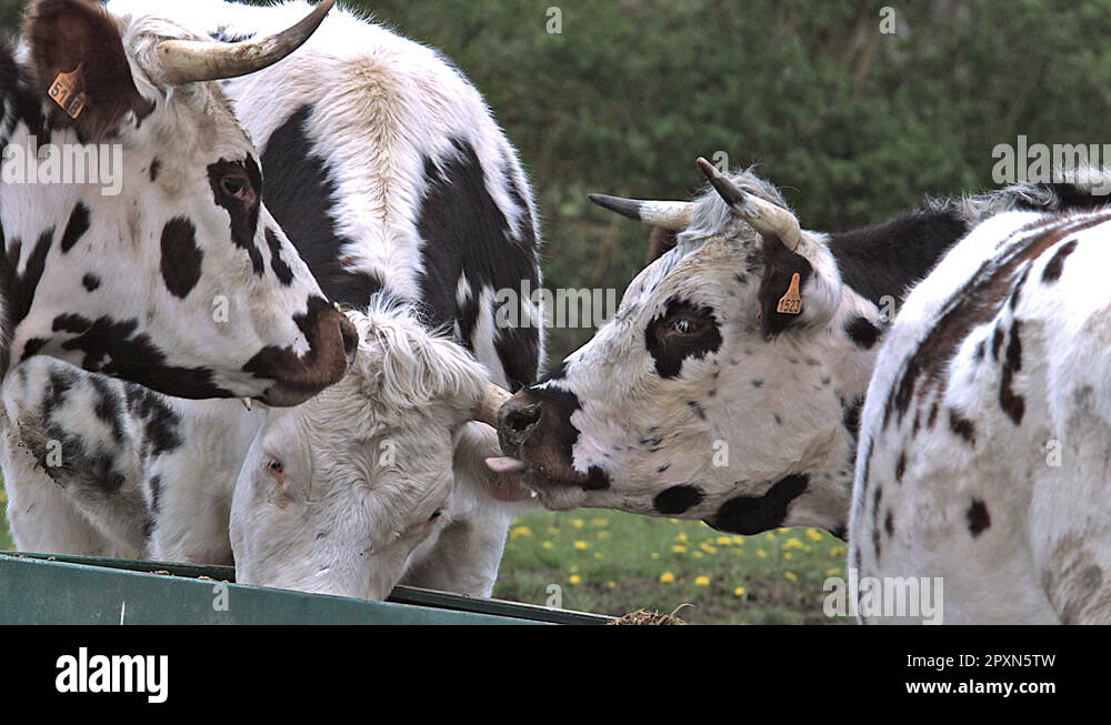 Normandy cattle Stock Videos & Footage - HD and 4K Video Clips - Alamy