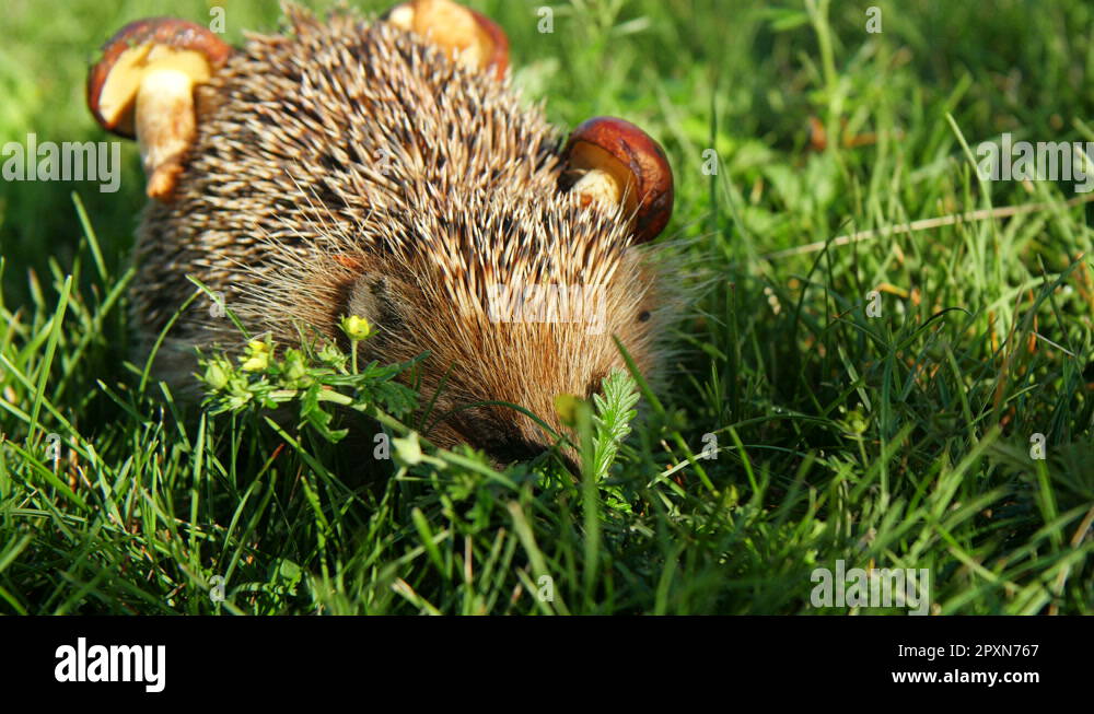 Tenterhooks Stock Videos & Footage - HD and 4K Video Clips - Alamy