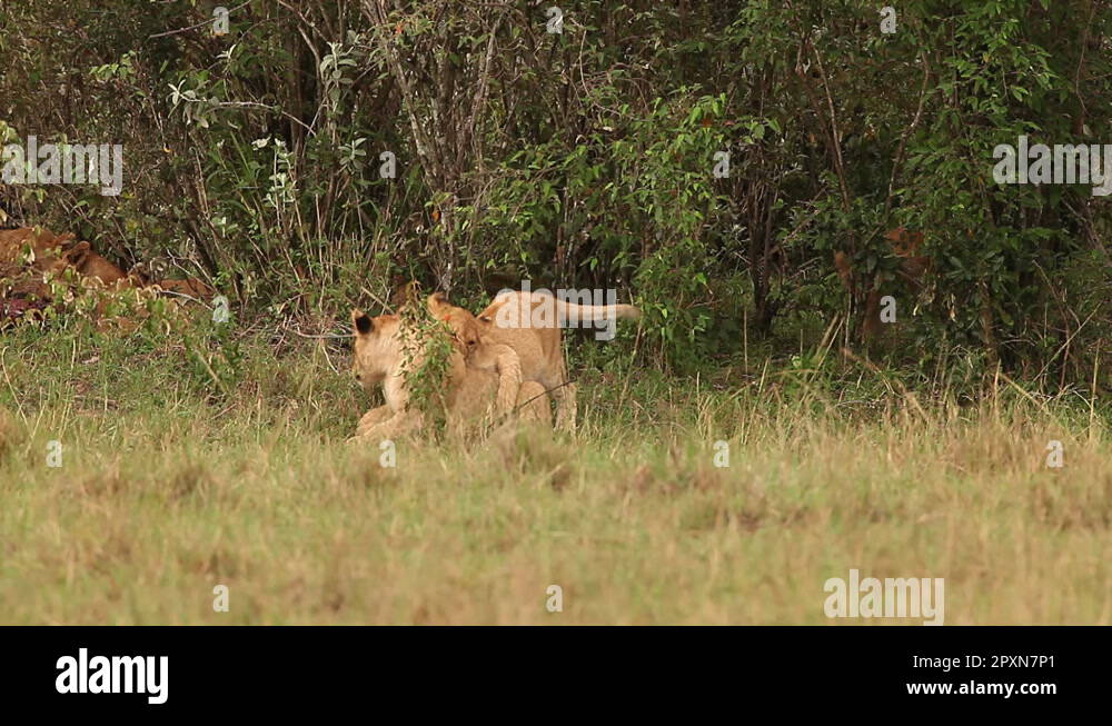 African Lion, panthera leo, Group standing near Bush, Cub playing ...
