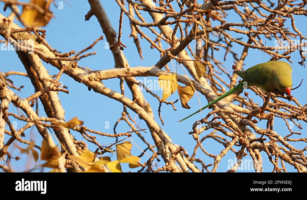 Animal on perch Stock Videos & Footage - HD and 4K Video Clips - Alamy