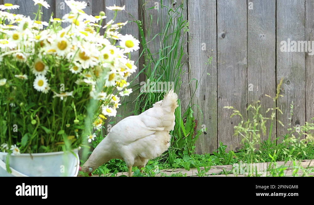 Gallus frame Stock Videos & Footage - HD and 4K Video Clips - Alamy