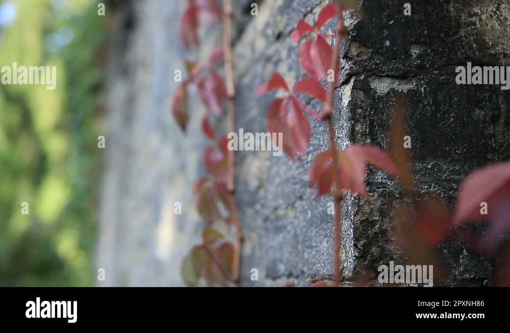 Branch and twig construction Stock Videos & Footage - HD and 4K Video ...