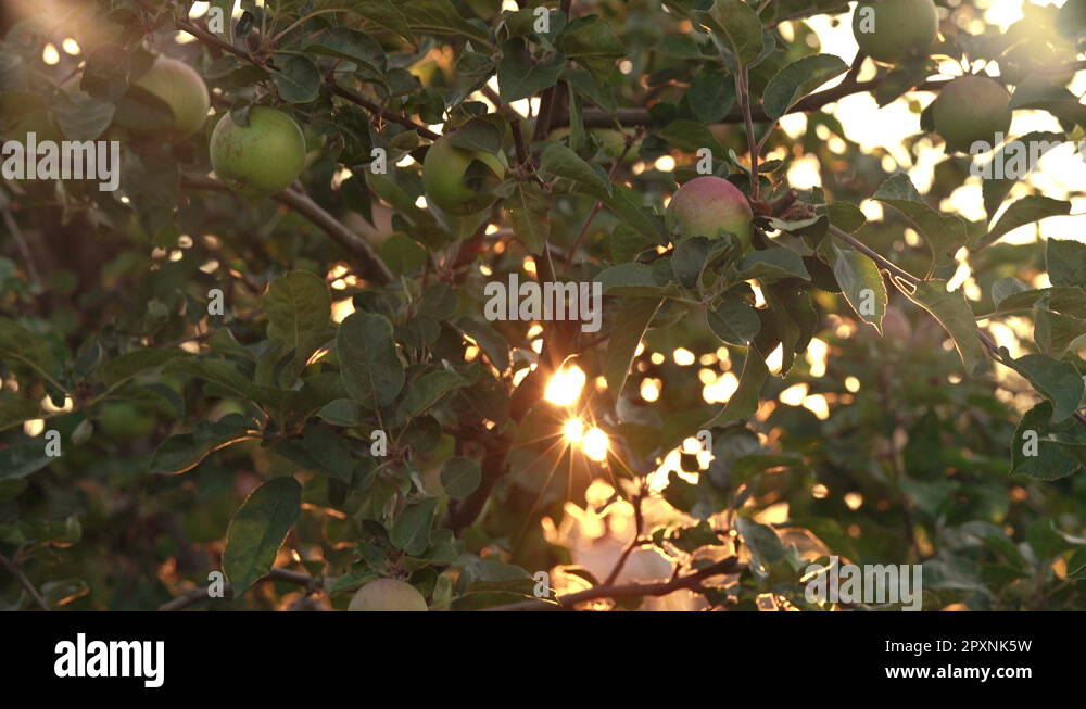 Slowly Moving Across The Branches Of Apple Tree With Ripe Apples Stock ...