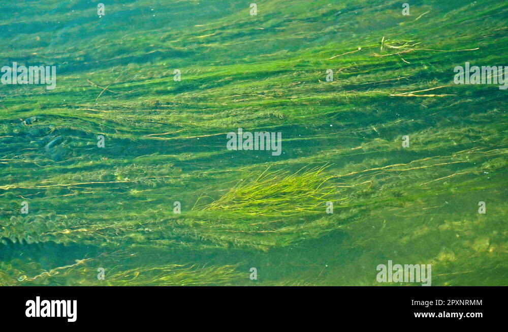 Algae background Stock Videos & Footage - HD and 4K Video Clips - Alamy
