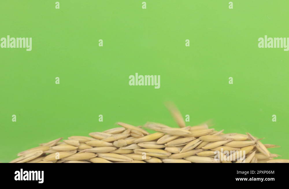 Falling grains of oat on a pile of oat on a green screen Stock Video ...