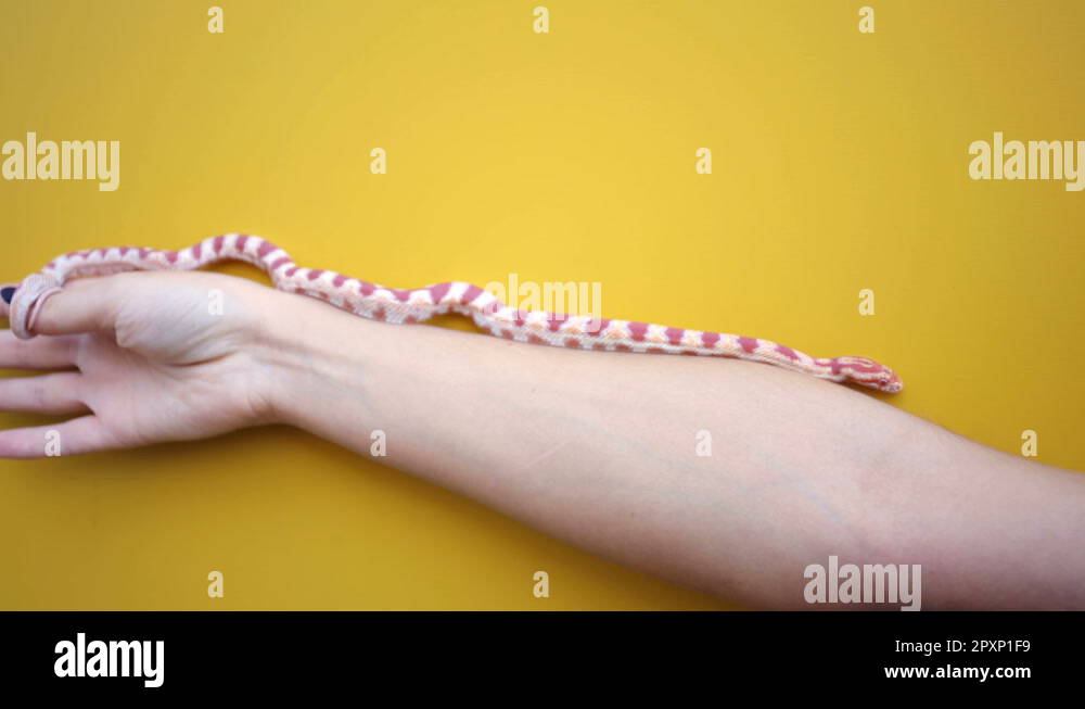 Snake on arm Stock Videos & Footage - HD and 4K Video Clips - Alamy