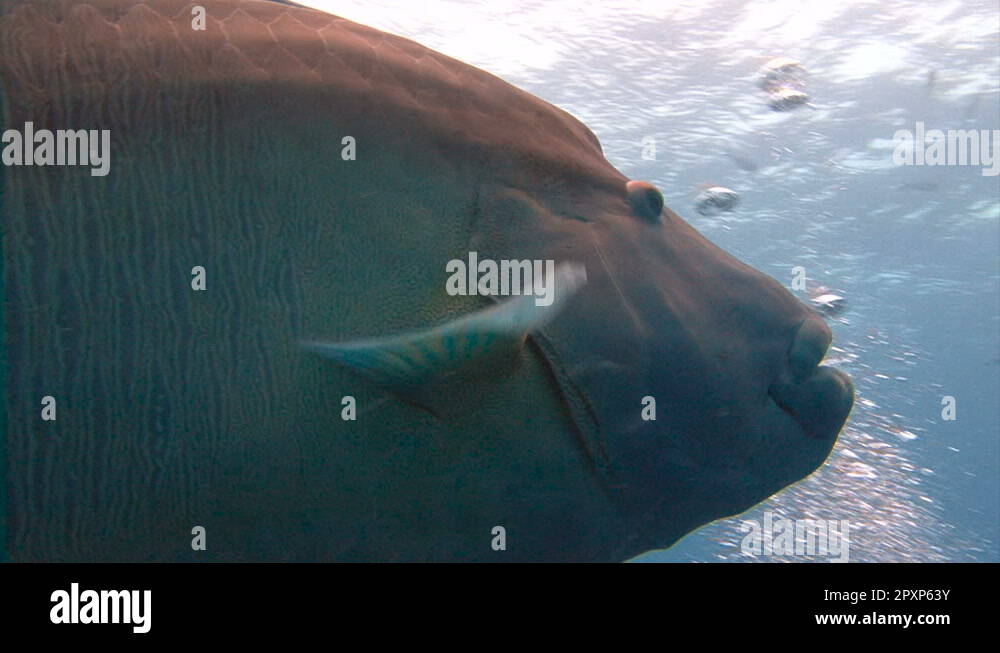 Napoleon fish. Diving on the reefs of the Palau archipelago Stock Video ...