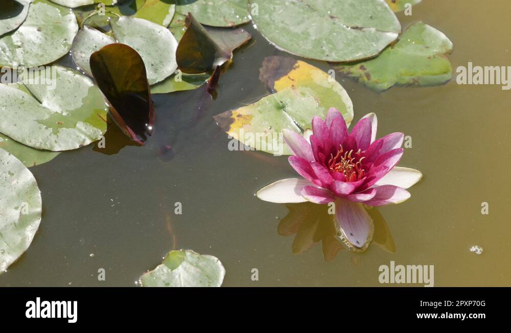 Sacred lotus, nelumbo nucifera Stock Videos & Footage - HD and 4K Video ...