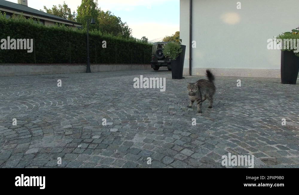 Escape animals Stock Videos & Footage - HD and 4K Video Clips - Alamy