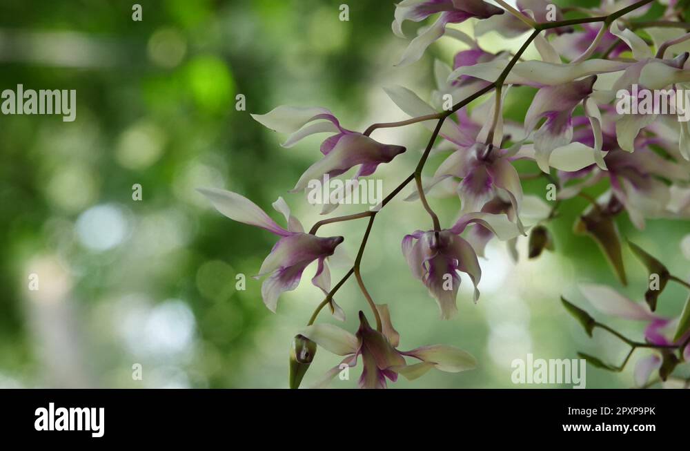 Dendrobium red Stock Videos & Footage - HD and 4K Video Clips - Alamy