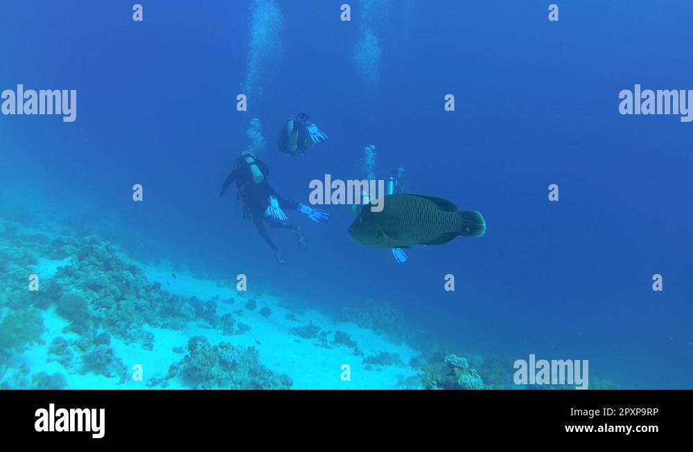 Maori wrasse fish Stock Videos & Footage - HD and 4K Video Clips - Alamy