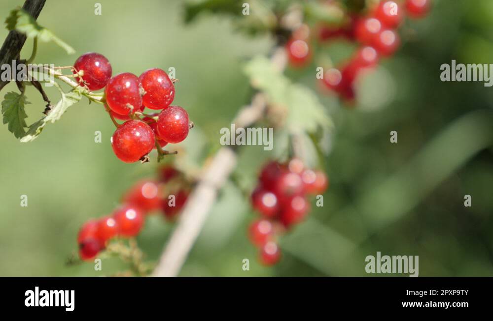 Ribes rubrum fruit Stock Videos & Footage - HD and 4K Video Clips - Alamy