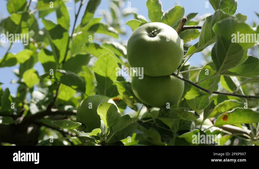 Green family tree Stock Videos & Footage - HD and 4K Video Clips - Alamy