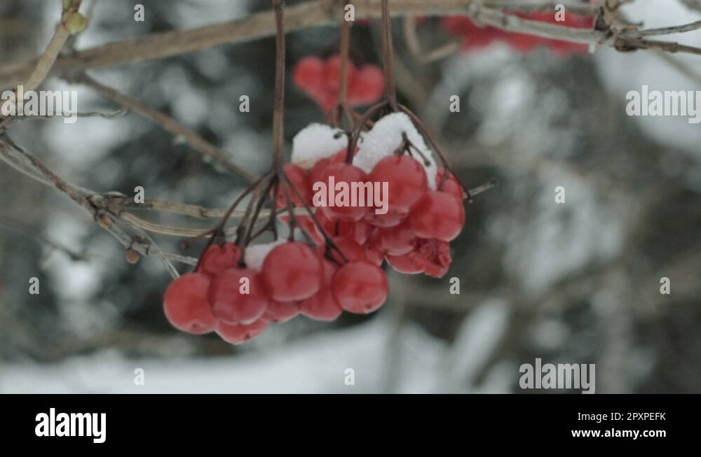 Viburnum winter berries Stock Videos & Footage - HD and 4K Video Clips ...