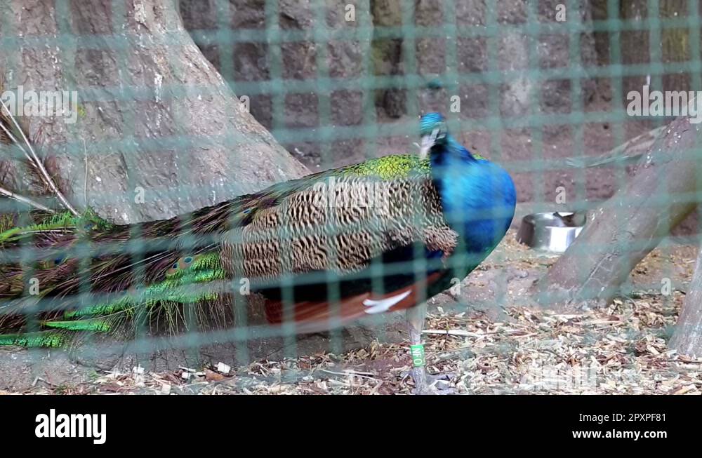 Avifauna zoo Stock Videos & Footage - HD and 4K Video Clips - Alamy