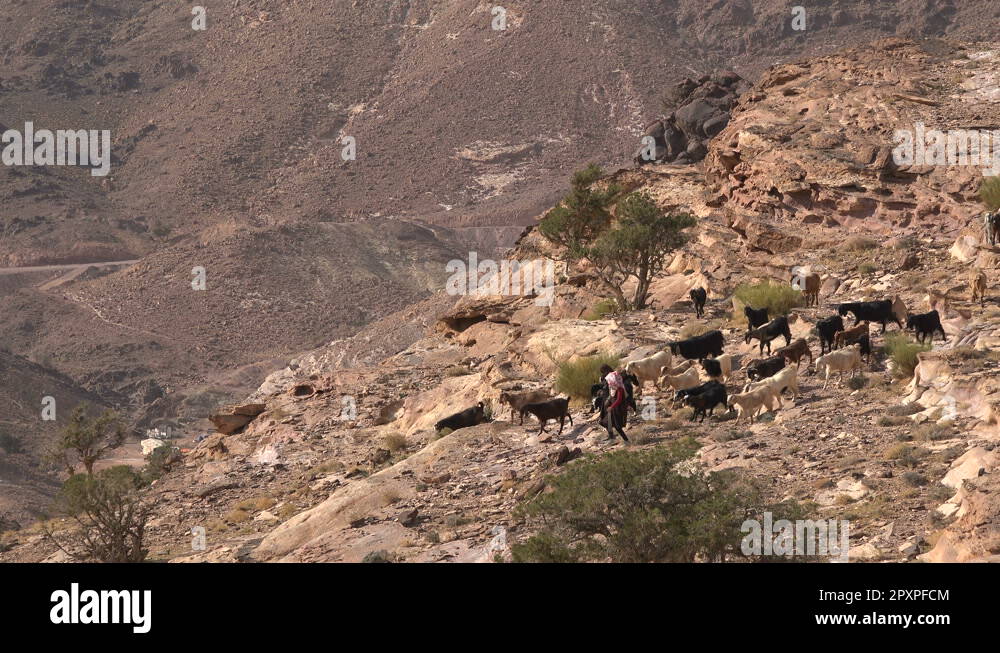 Jordan goats Stock Videos & Footage - HD and 4K Video Clips - Alamy
