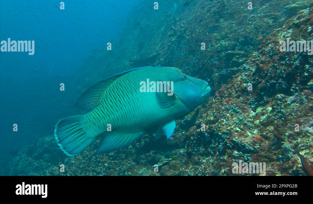 Napoleon fish. Exciting underwater diving in the Andaman sea. Thailand ...
