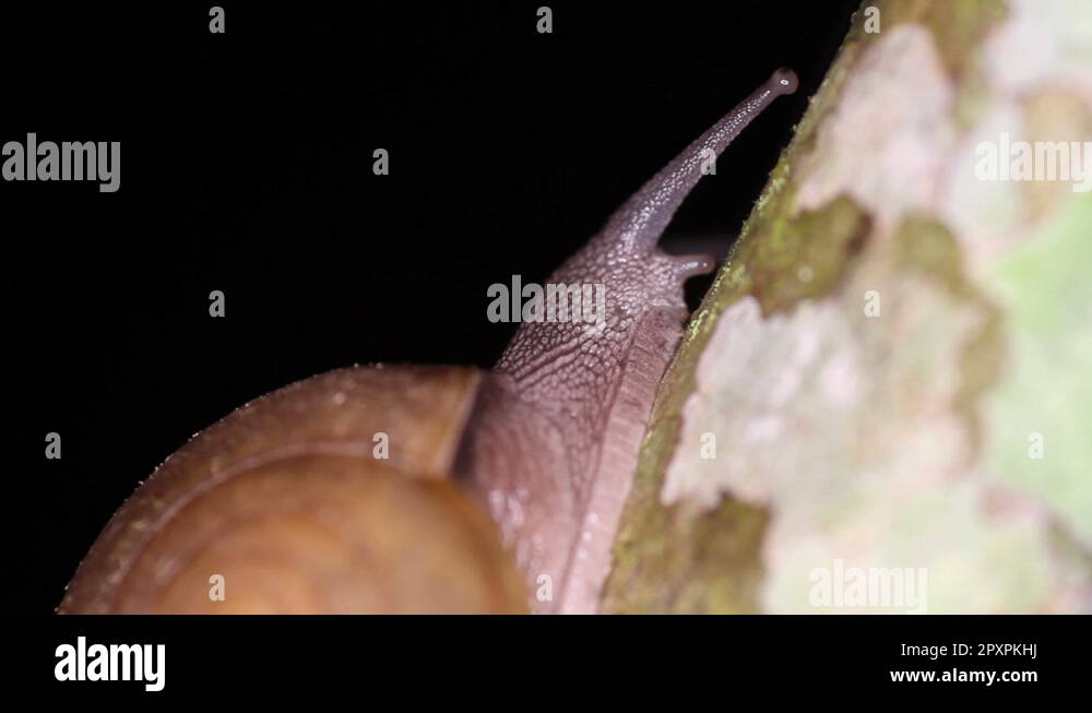 Snail trace Stock Videos & Footage - HD and 4K Video Clips - Alamy